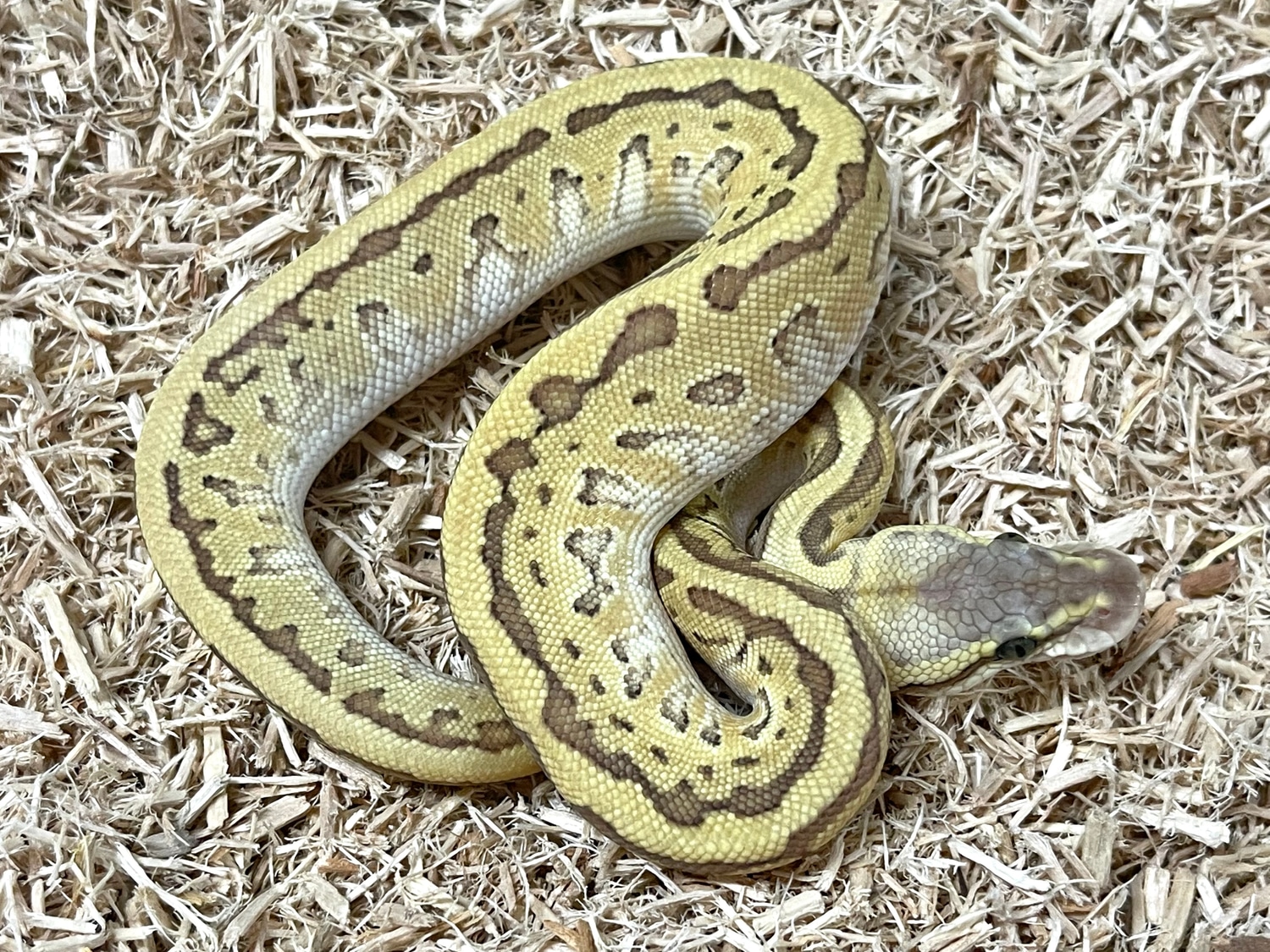 Leopard Kingpin Ball Python by Planet Python - MorphMarket