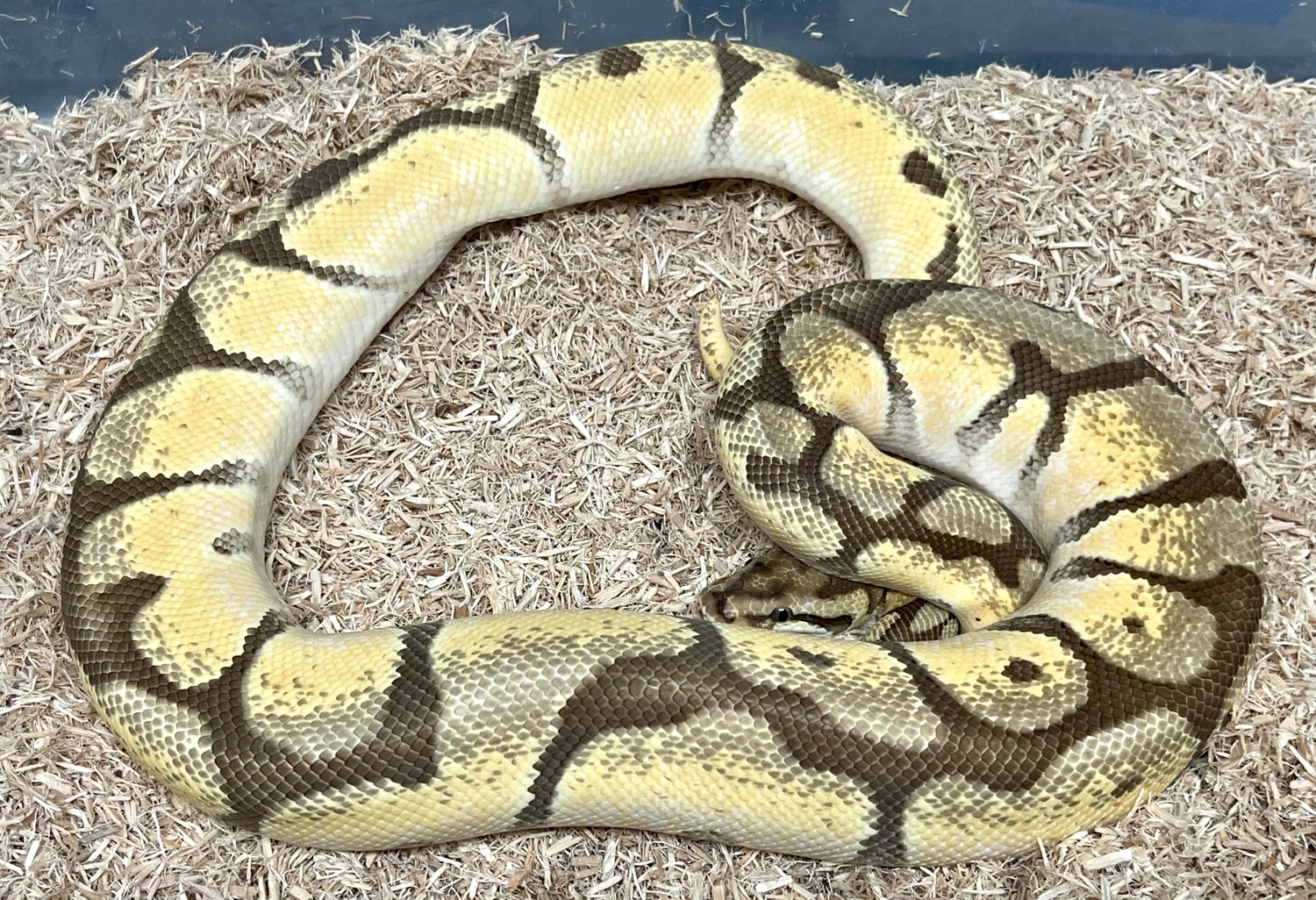 Orange Dream Pastave Bee Ball Python by Planet Python - MorphMarket