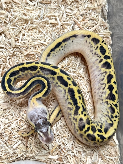 Firefly Leopard Freeway Ball Python by Planet Python