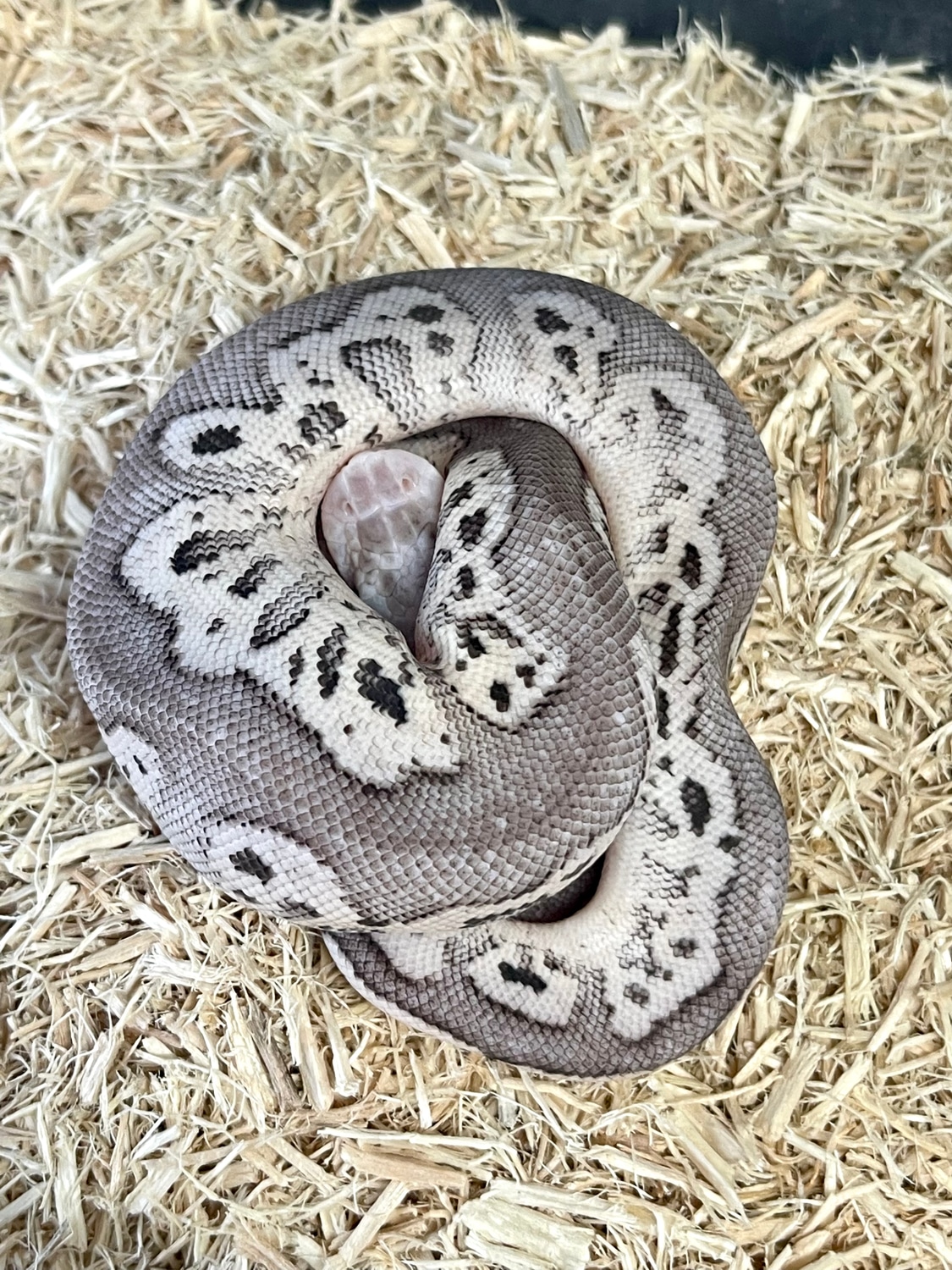 Fire Pewter Clown Ball Python by Planet Python - MorphMarket