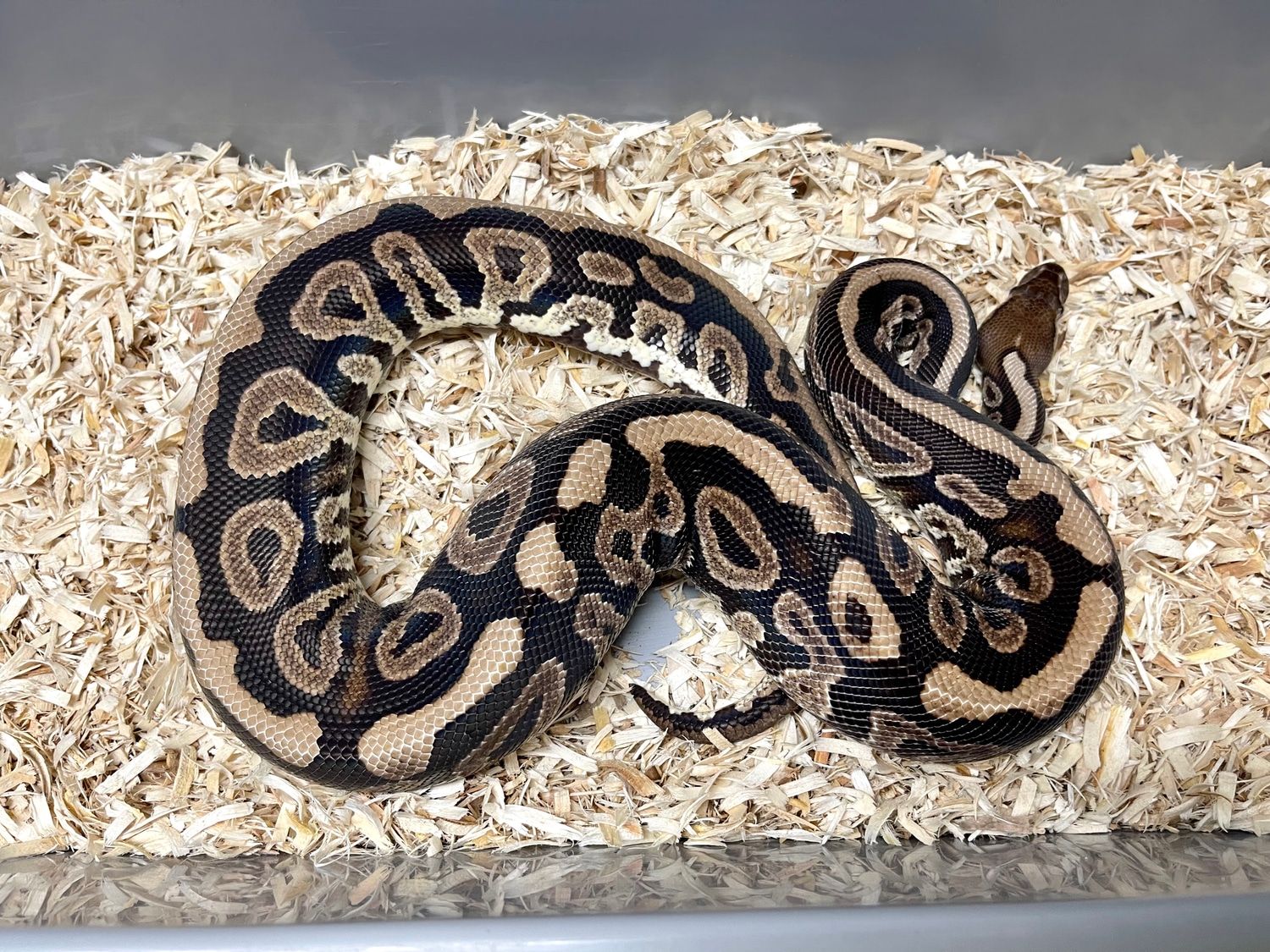 Cinnamon Spotnose Ball Python by Planet Python - MorphMarket