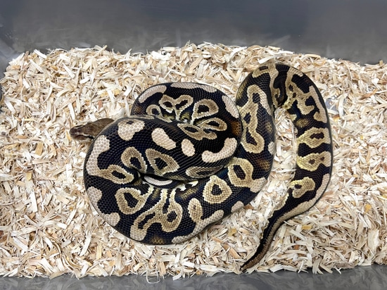 Cinnamon Spotnose Ball Python by Planet Python