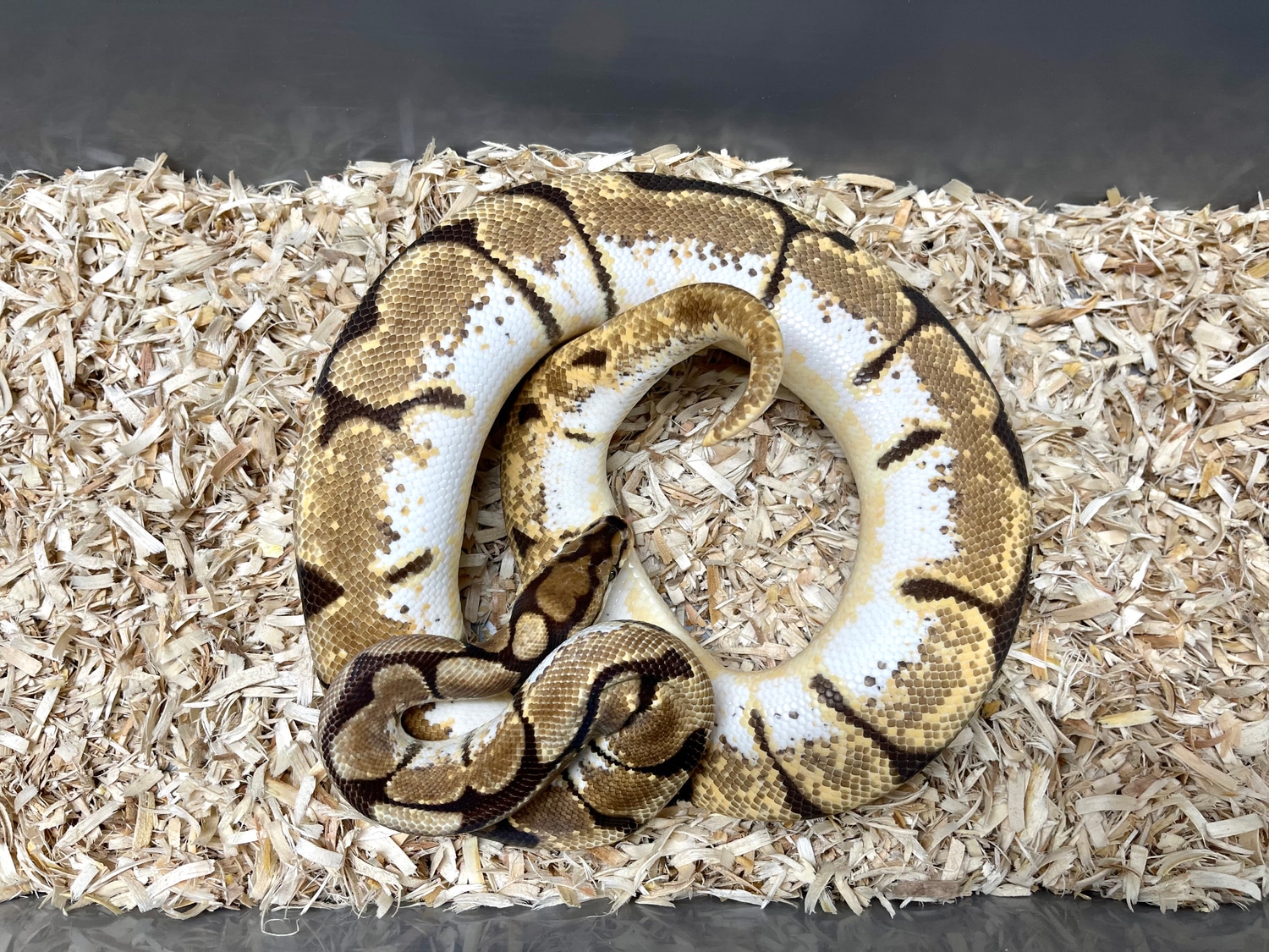 Orange Dream Spider Ball Python by Planet Python - MorphMarket