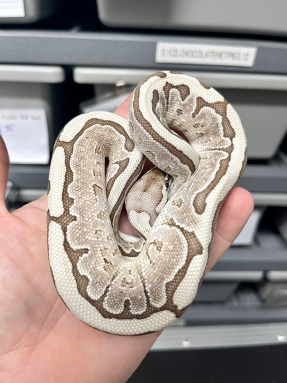 Bamboo Leopard Fire Ball Python by Planet Python