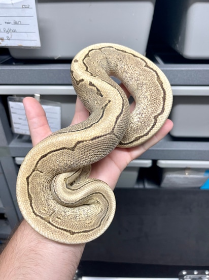 Sugar Fire Pin Ball Python by Planet Python