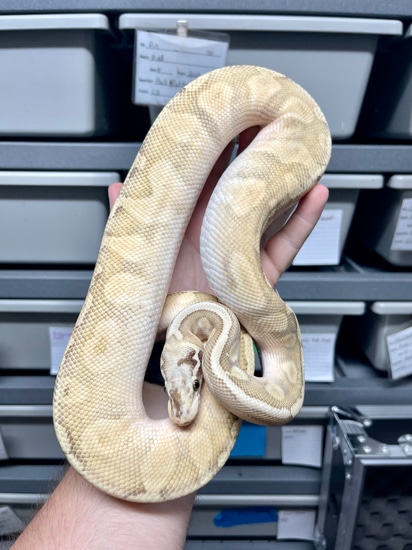Ghi Butterfly Ball Python by Planet Python