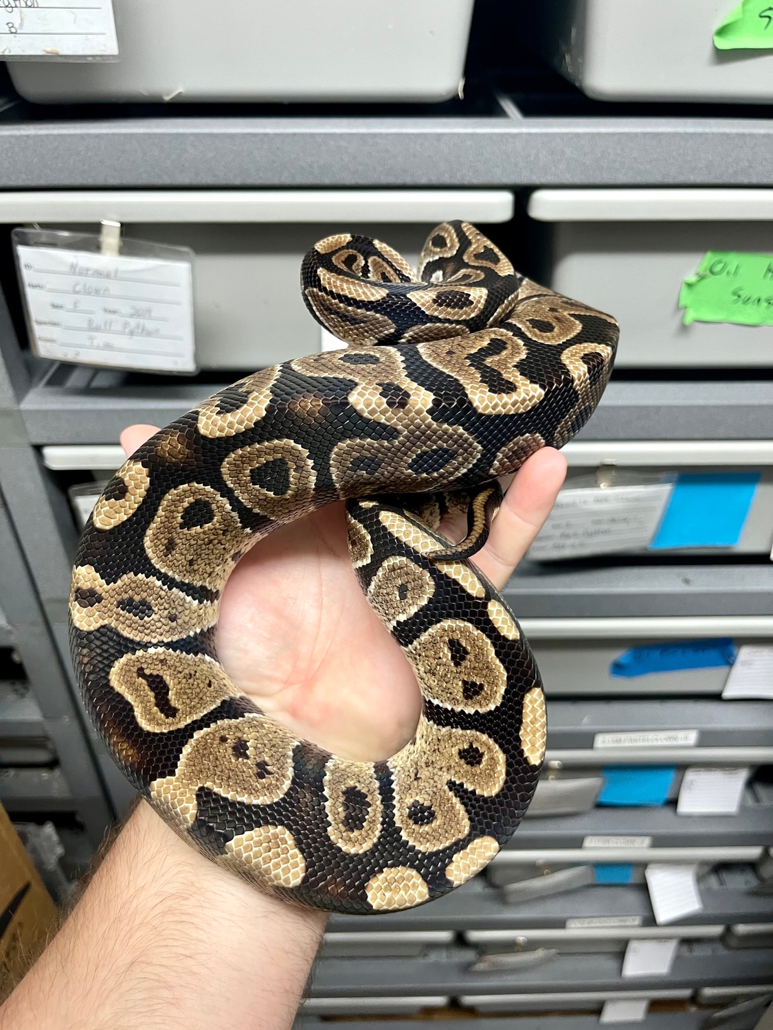 Nanny Ball Python by Planet Python - MorphMarket