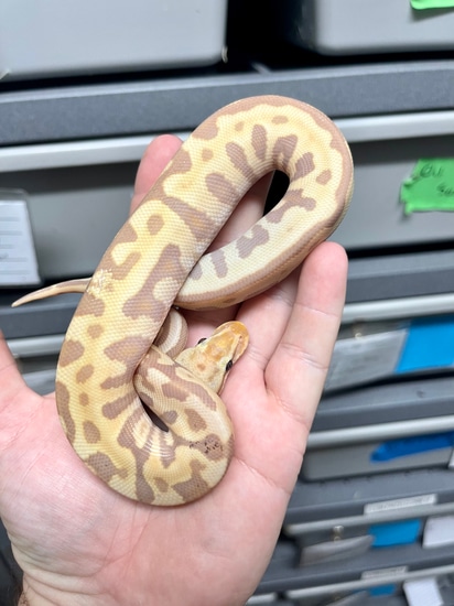 Banana Leopard Spotnose Ball Python by Planet Python