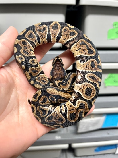 Nanny Ball Python by Planet Python