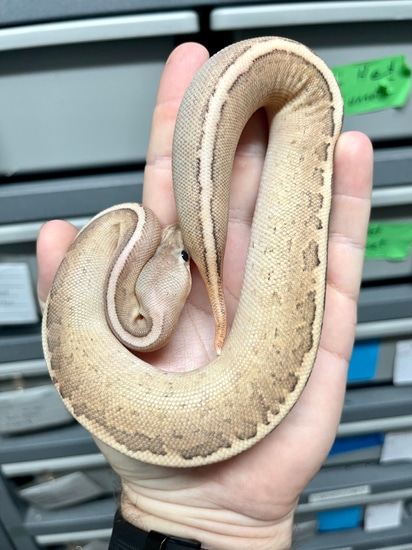 Super Disco Cinnamon Pinstripe Ball Python by Planet Python