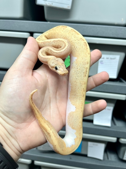 Cinnamon Pin Disco Cream Ball Python by Planet Python