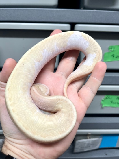 Disco Fire Cinny Kingpin Ball Python by Planet Python