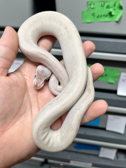 Super Mystic Nanny Ball Python by Planet Python