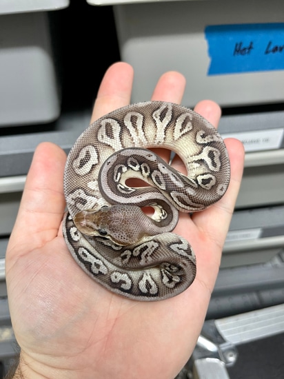 Black Pewter Hidden Gene Woma Het Desert Ghost Ball Python by Planet Python