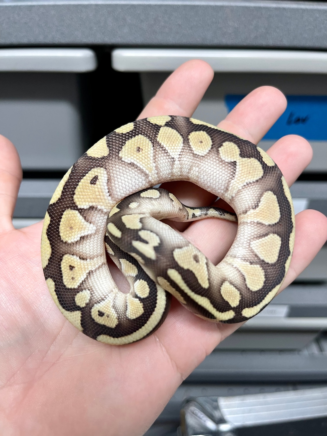 Lesser Pastel Dbl Het Clown Desert Ghost Ball Python by Planet Python ...