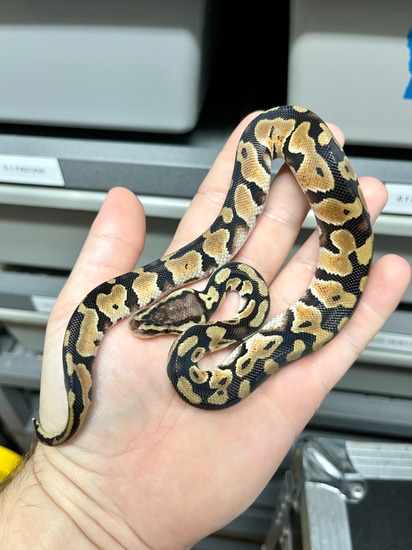 Pastel Dbl Het Clown Desert Ghost Ball Python by Planet Python
