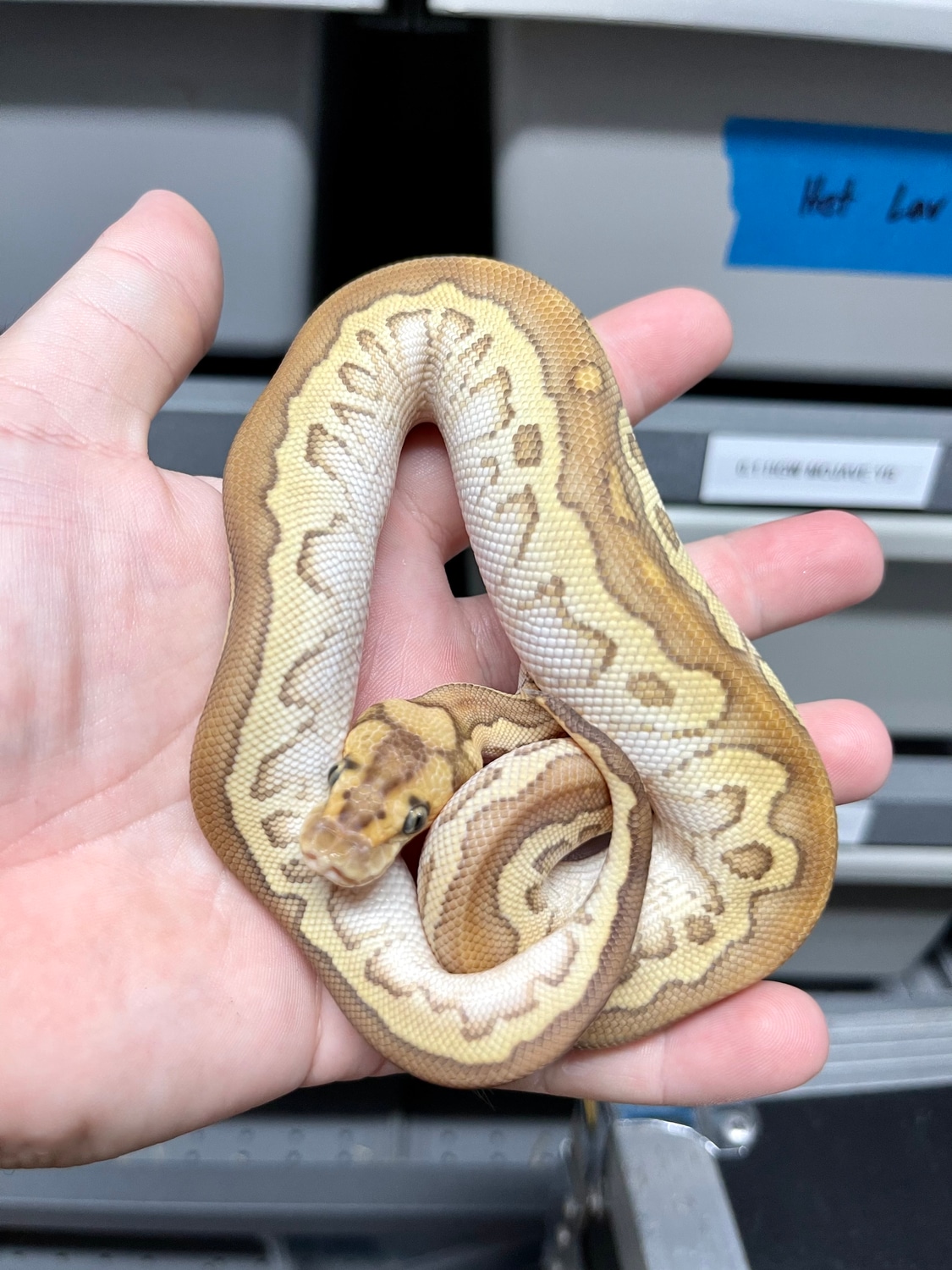 Leopard Lesser Clown Ball Python by Planet Python - MorphMarket