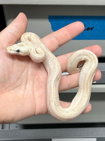 Bamboo Leopard Fire Bee Het Clown Ball Python by Planet Python