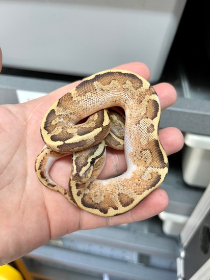 Disco Fire Ball Python by Planet Python