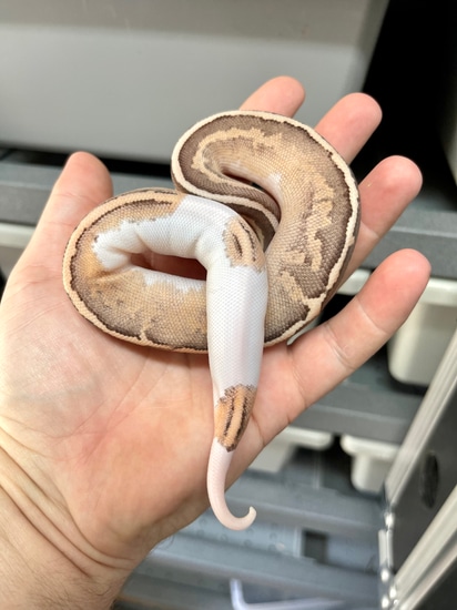 Disco Fire Cinny Ball Python by Planet Python