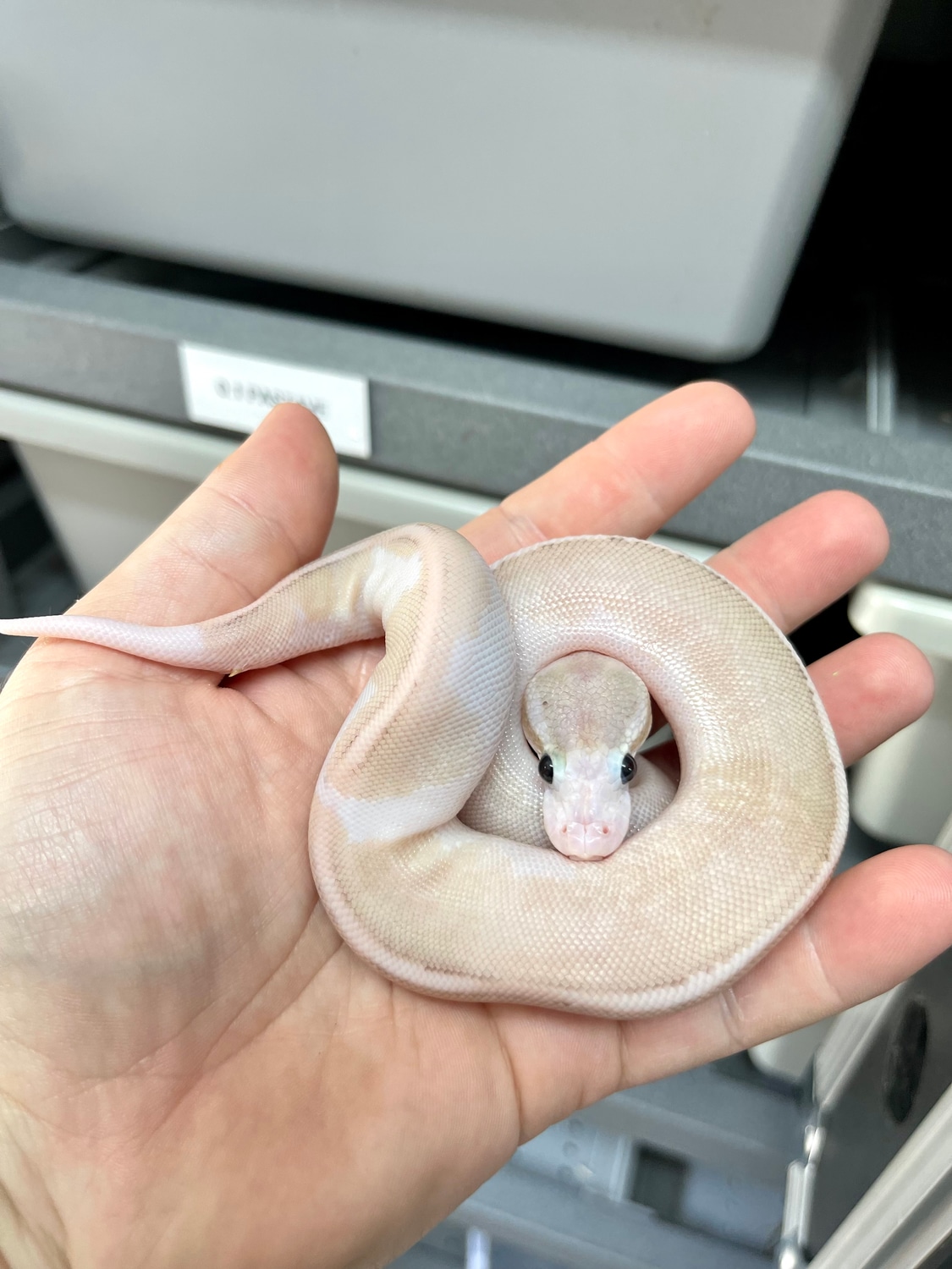 Disco Fire Pewter Ball Python by Planet Python - MorphMarket