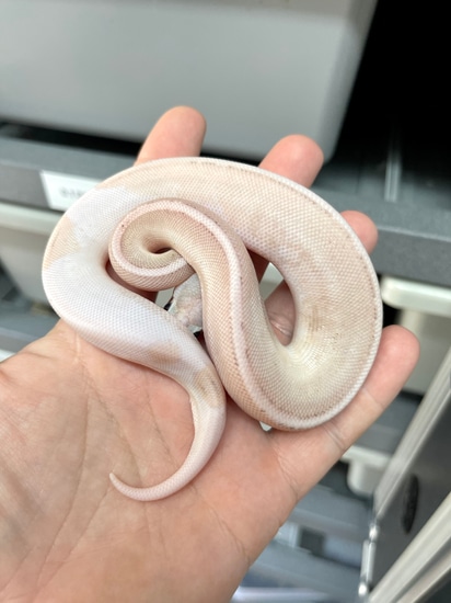 Disco Fire Pewter Ball Python by Planet Python