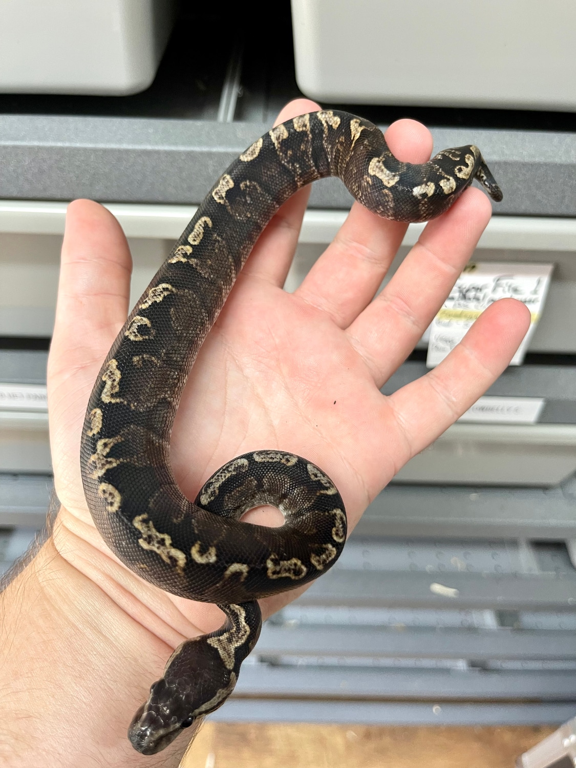Super Ghi Ball Python by Planet Python - MorphMarket