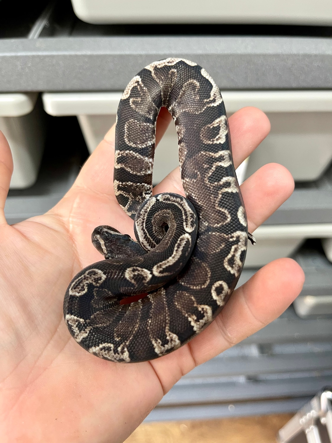 Super Ghi Ball Python by Planet Python - MorphMarket