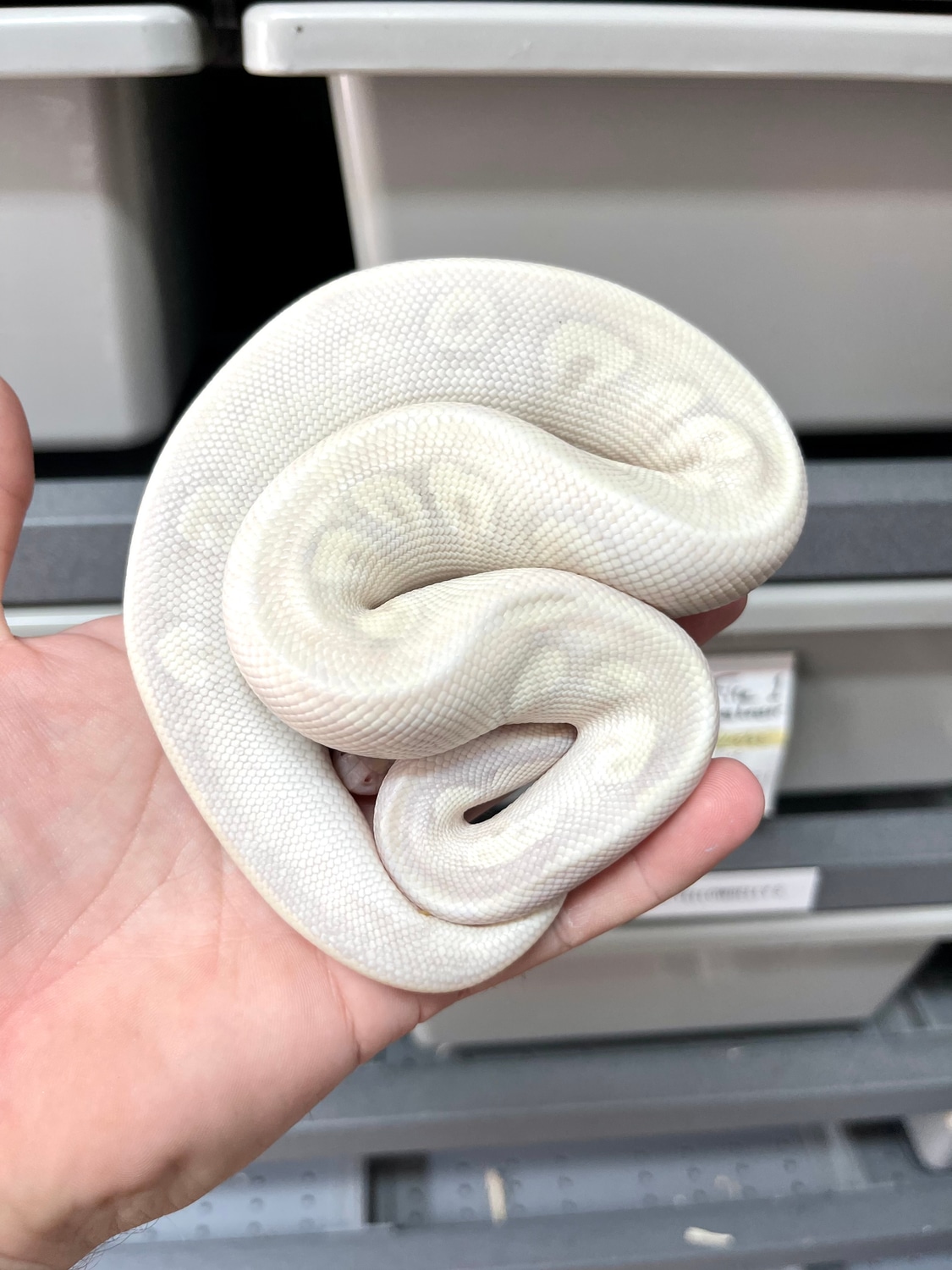 Pastel Elixer Ball Python by Planet Python - MorphMarket