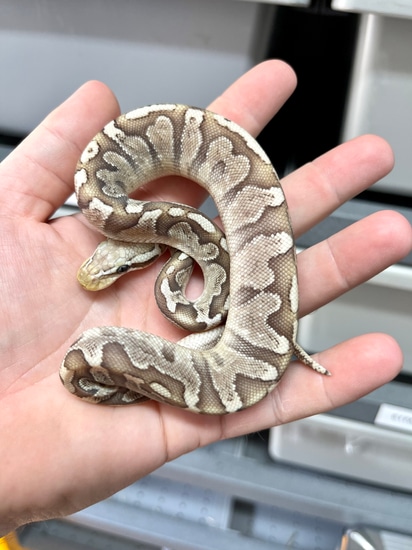 Bamboo Leopard Ghi Ball Python by Planet Python