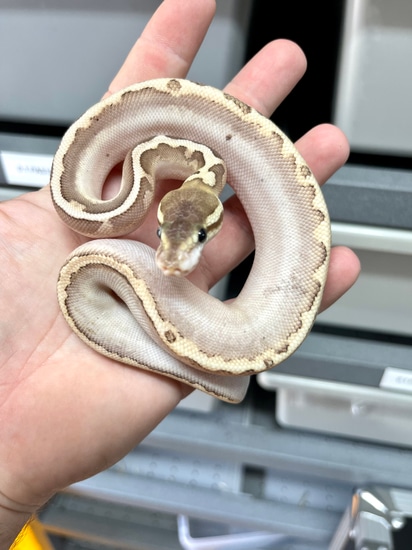 Bamboo Leopard Cinnamon Calico Ball Python by Planet Python