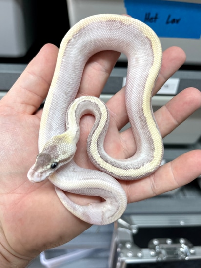 Bamboo Leopard Pewter Calico Ball Python by Planet Python