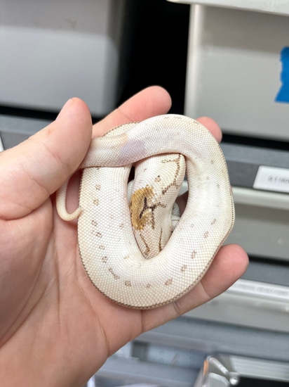 Bamboo Leopard Spider Spark Ball Python by Planet Python