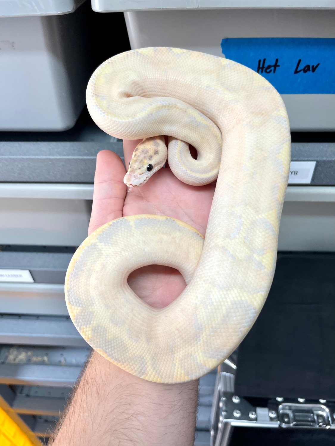 Leopard Ivory Ball Python by Planet Python - MorphMarket