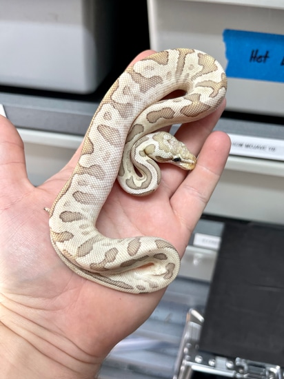 Bamboo Leopard Fire Ball Python by Planet Python