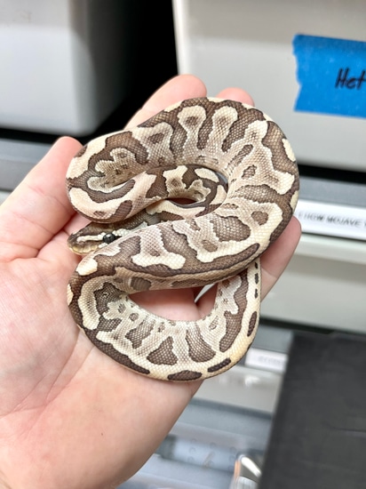 Bamboo Leopard Ball Python by Planet Python