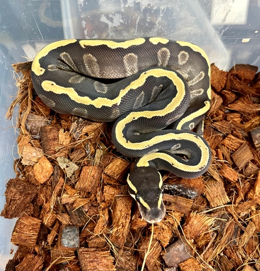 Ghi Mojave Ball Python by Planet Python
