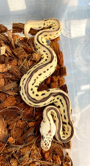 Pastel Batman Ball Python by Planet Python