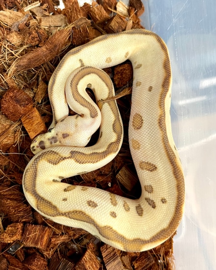 Lesser Batman Ball Python by Planet Python