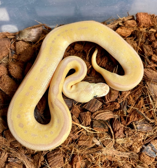 Batman Lesser Pastel Ball Python by Planet Python