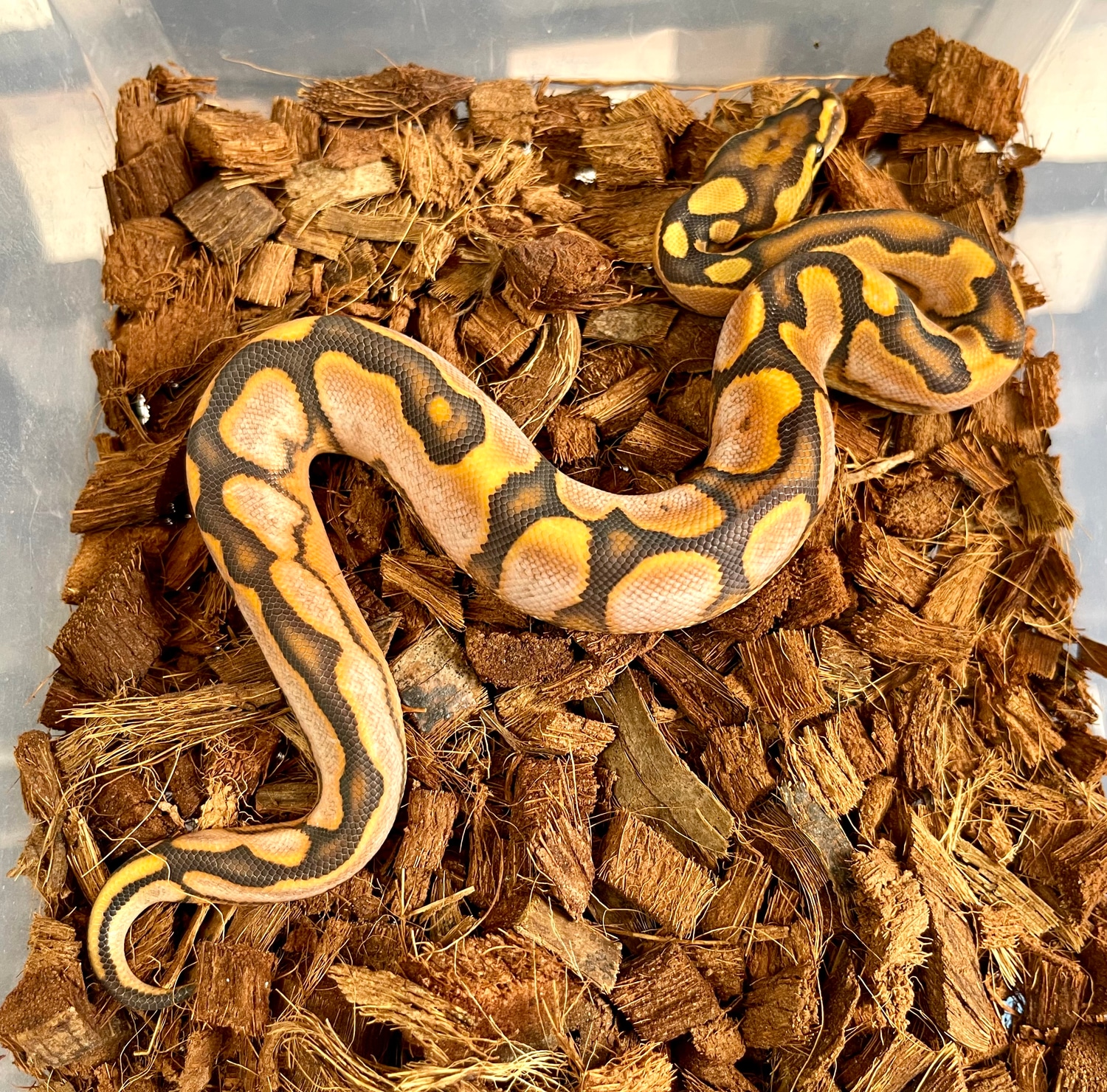 Od Calico Hypo Poss Het Puzzle Ball Python by Planet Python - MorphMarket