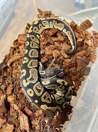 Nanny Het DG Ball Python by Planet Python