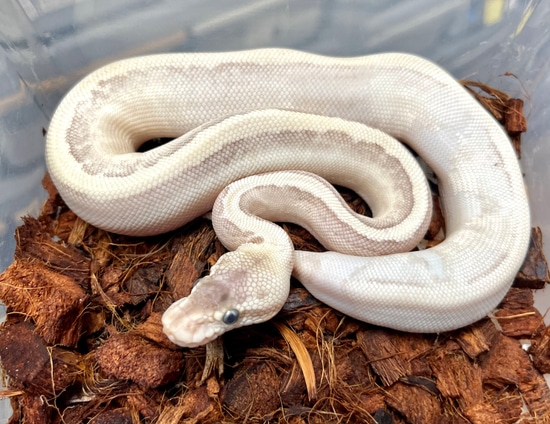 Bamboo Leopard Cinnamon Calico Ball Python by Planet Python