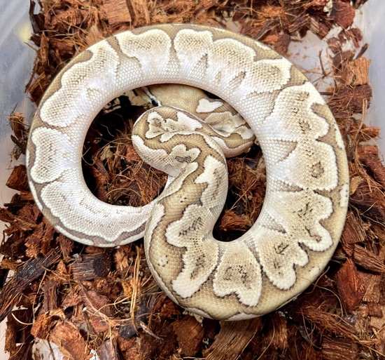 Bamboo Fire Ball Python by Planet Python