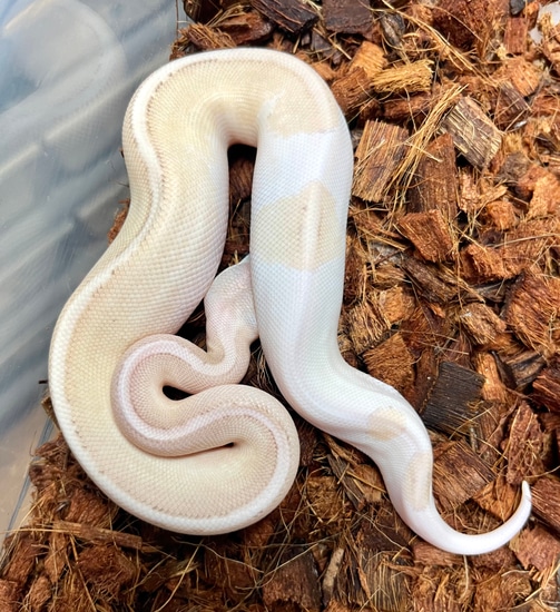 Disco Fire Pewter Ball Python by Planet Python