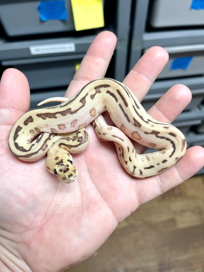 Kingpin Spotnose Clown Ball Python by Planet Python
