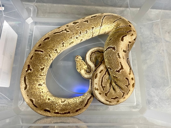 Fire Spotnose Pinstripe Ball Python by Planet Python