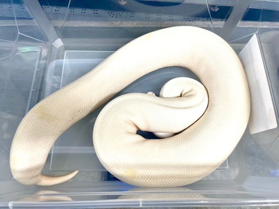 Super Fire Ball Python by Planet Python