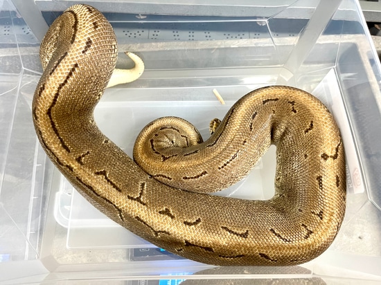 Fire Pinstripe Ball Python by Planet Python