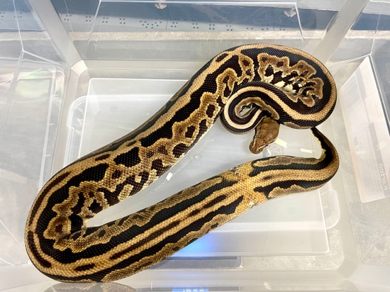 Leopard Cinnamon Spotnose Ball Python by Planet Python